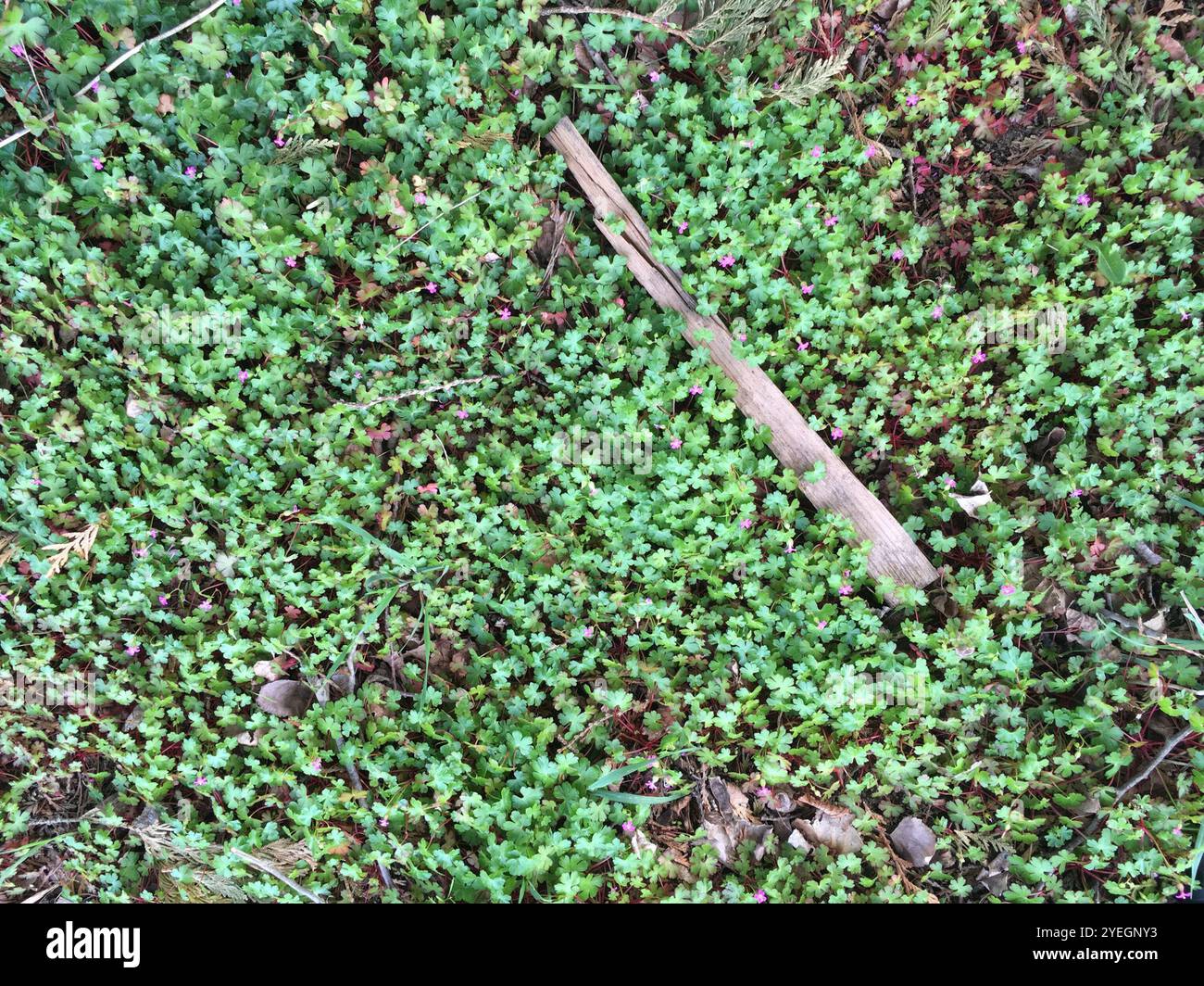 Shining Crane's-bill (Geranium lucidum Stock Photo - Alamy