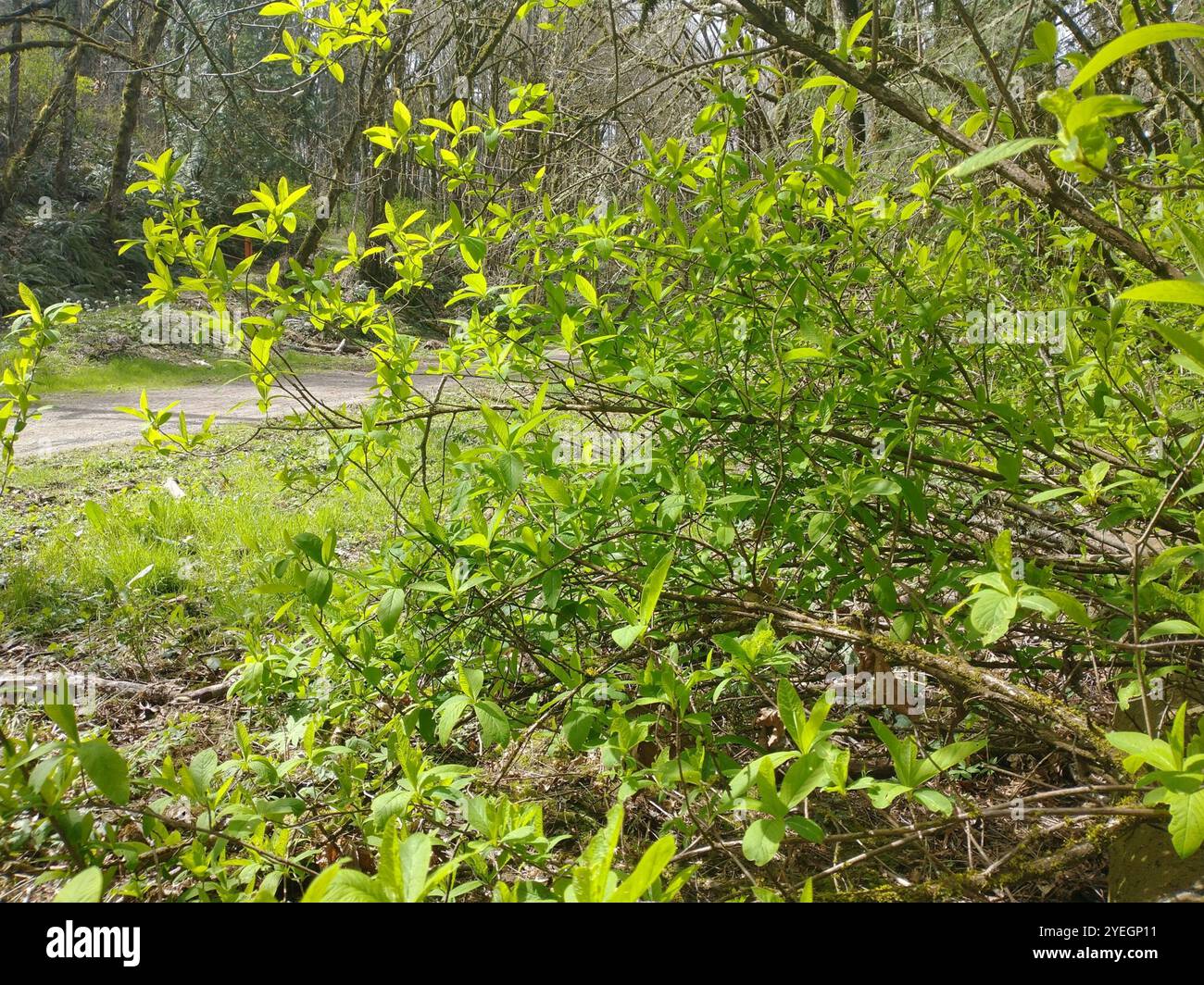 Osoberry (Oemleria cerasiformis Stock Photo - Alamy