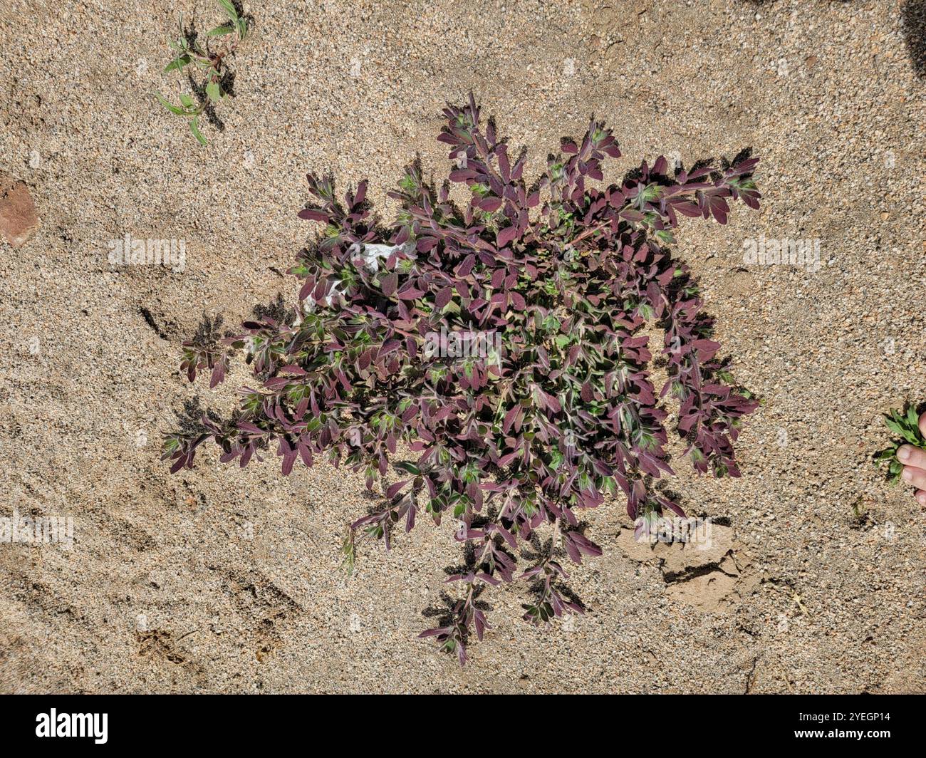vascular plants (Tracheophyta Stock Photo - Alamy