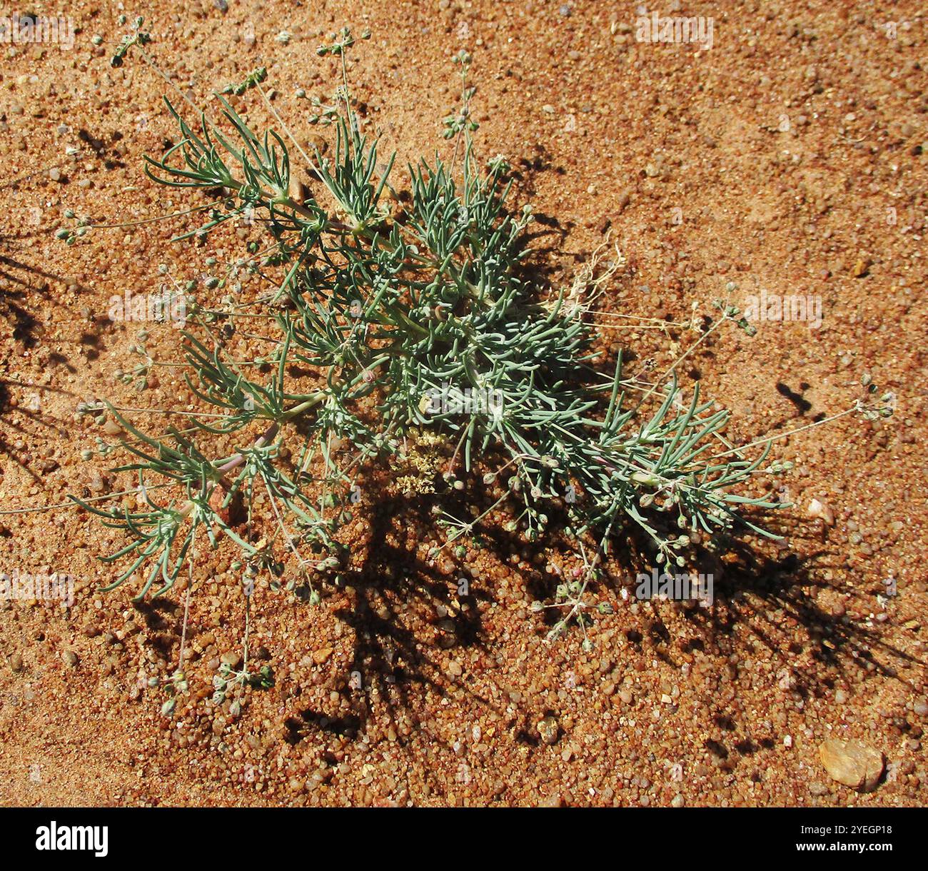 African Saltsorrel (Kewa bowkeriana Stock Photo - Alamy