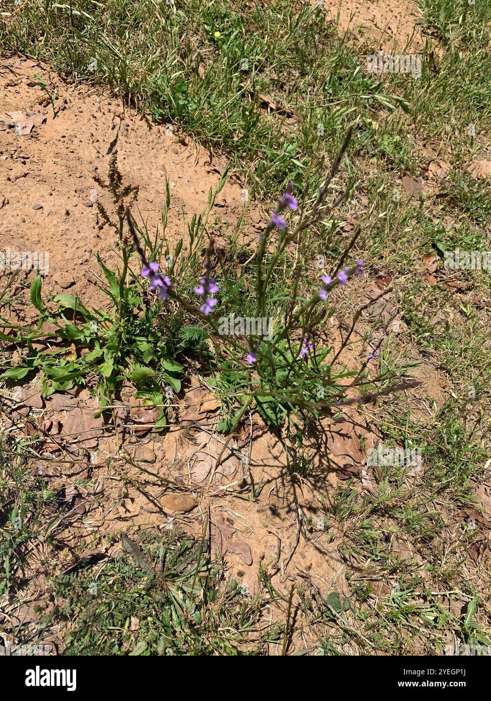 Texas vervain hi-res stock photography and images - Alamy