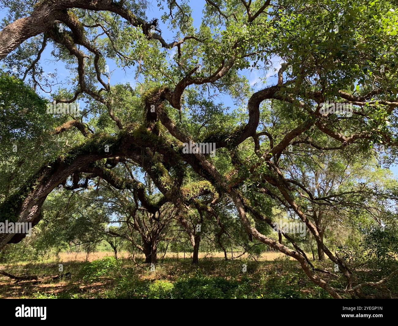 southern live oak (Quercus virginiana Stock Photo - Alamy
