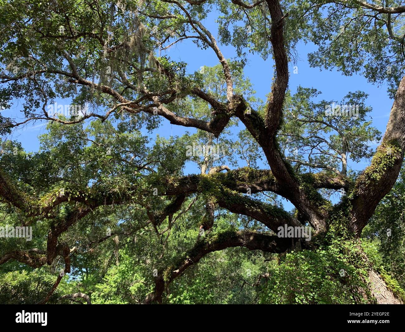 southern live oak (Quercus virginiana Stock Photo - Alamy