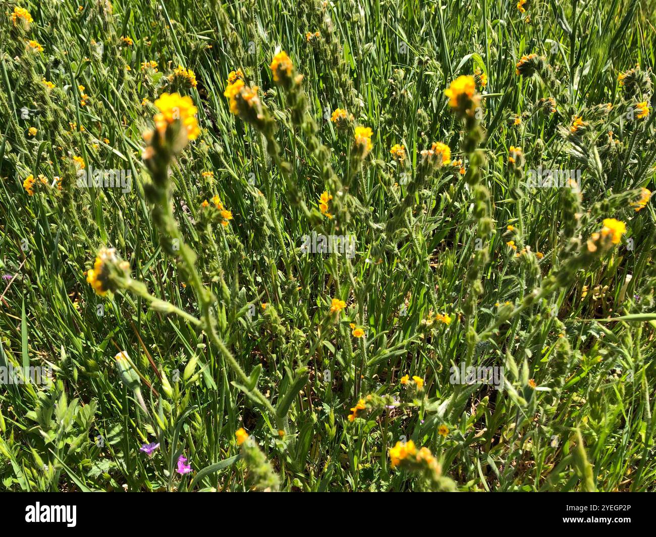 Common Fiddleneck (Amsinckia menziesii Stock Photo - Alamy