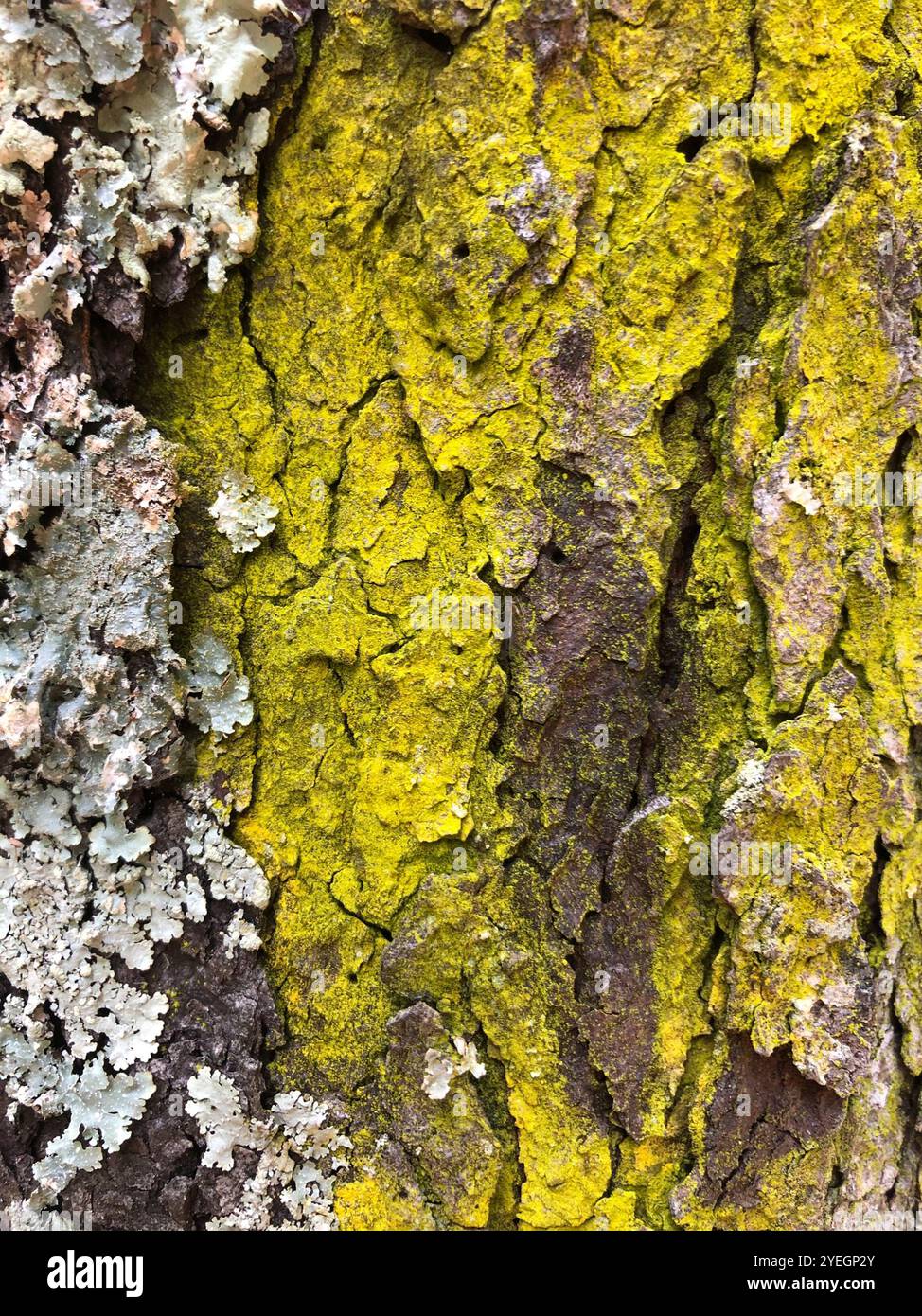 gold dust lichen (Chrysothrix candelaris Stock Photo - Alamy