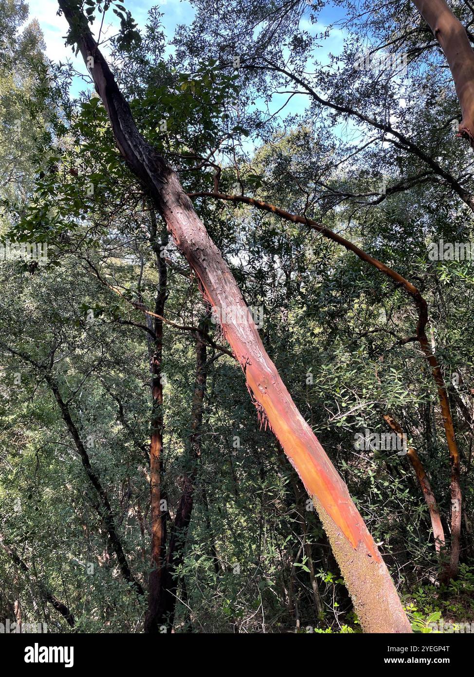 Pacific madrone (Arbutus menziesii Stock Photo - Alamy