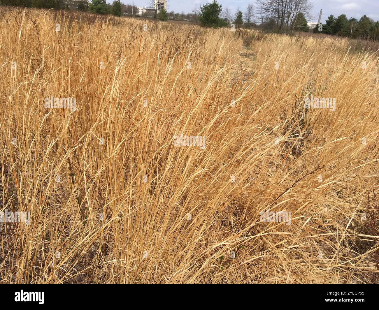 Broomsedge bluestem hi-res stock photography and images - Alamy