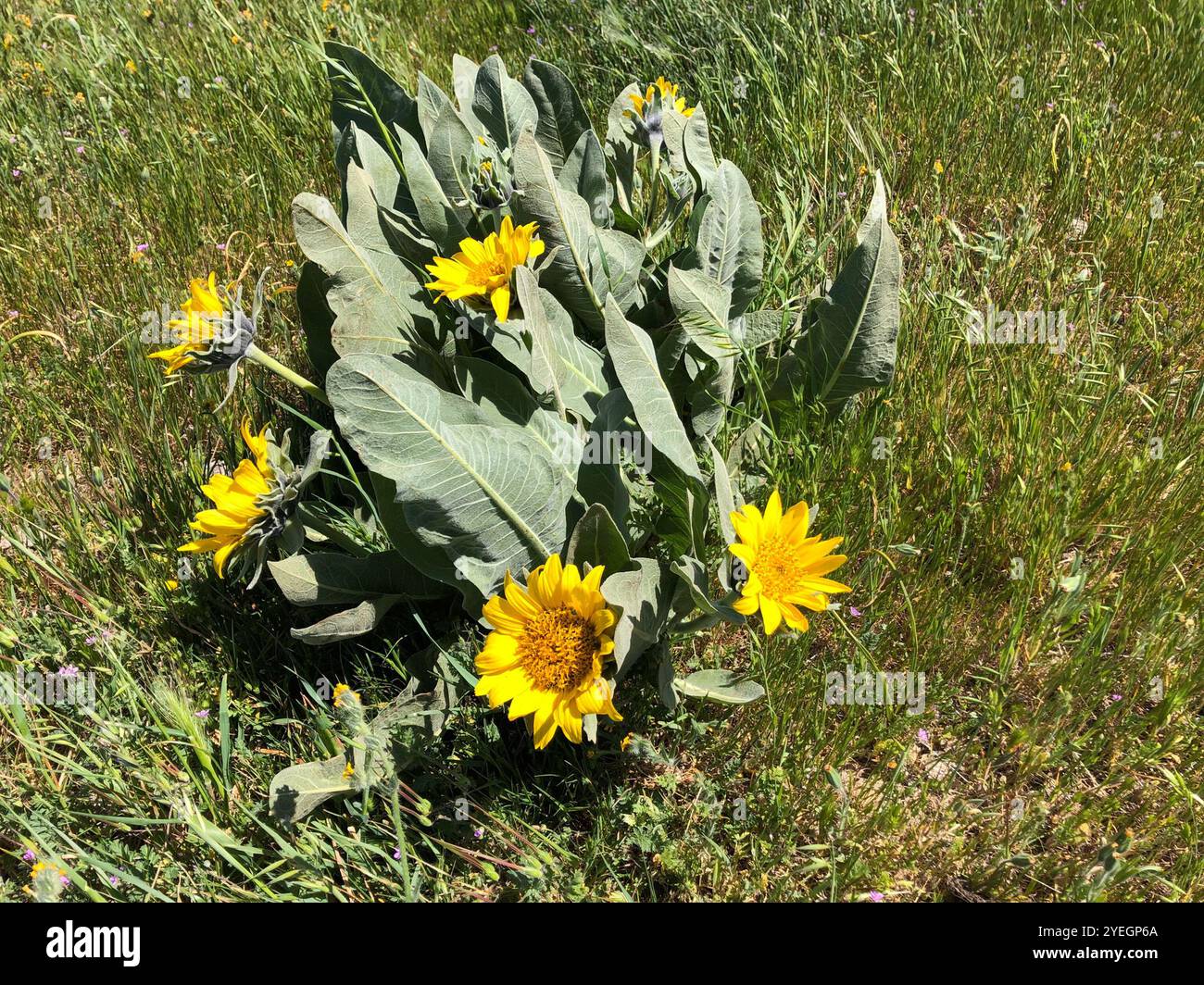 Gray Mule-Ears (Wyethia helenioides Stock Photo - Alamy