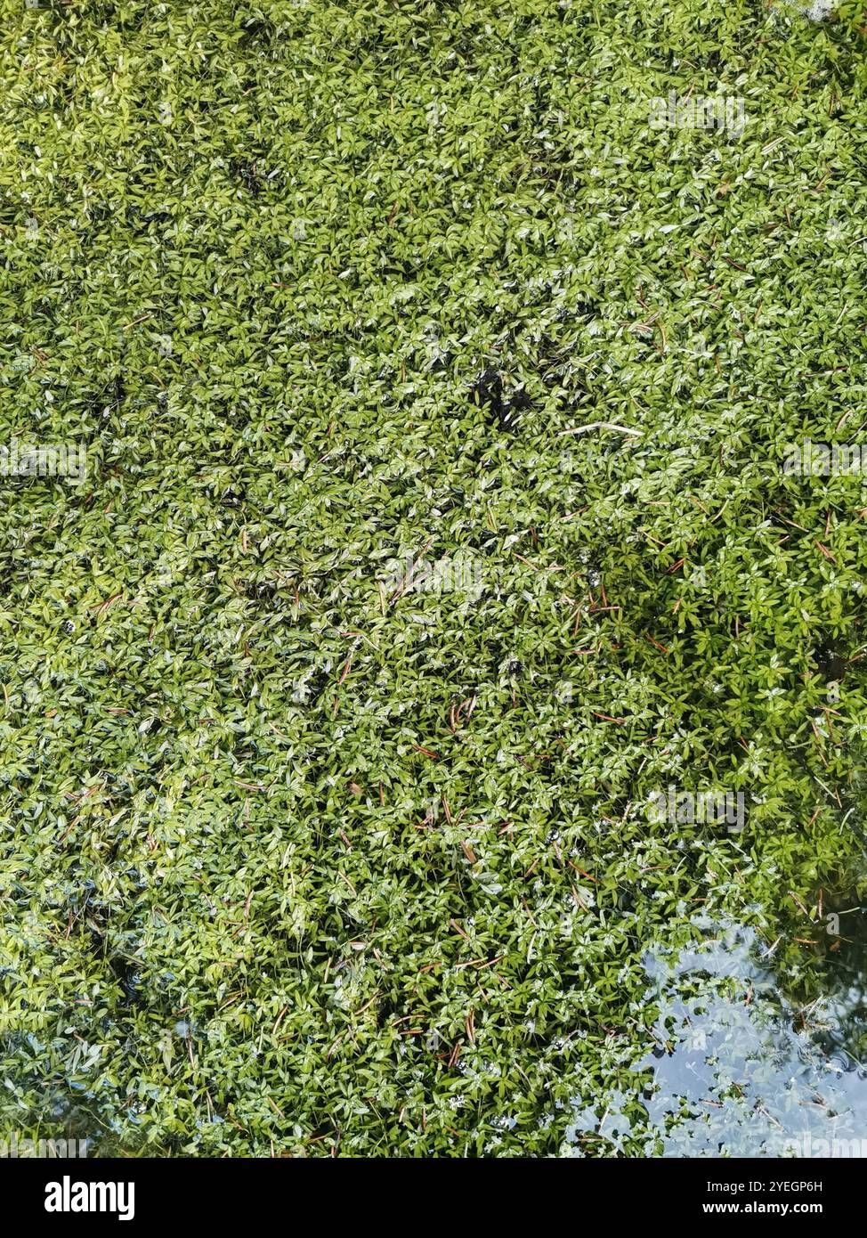 Canadian Waterweed (Elodea canadensis Stock Photo - Alamy