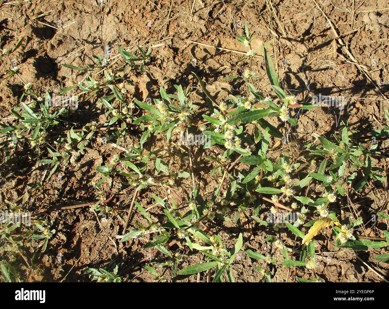Sessile Joyweed (Alternanthera sessilis Stock Photo - Alamy