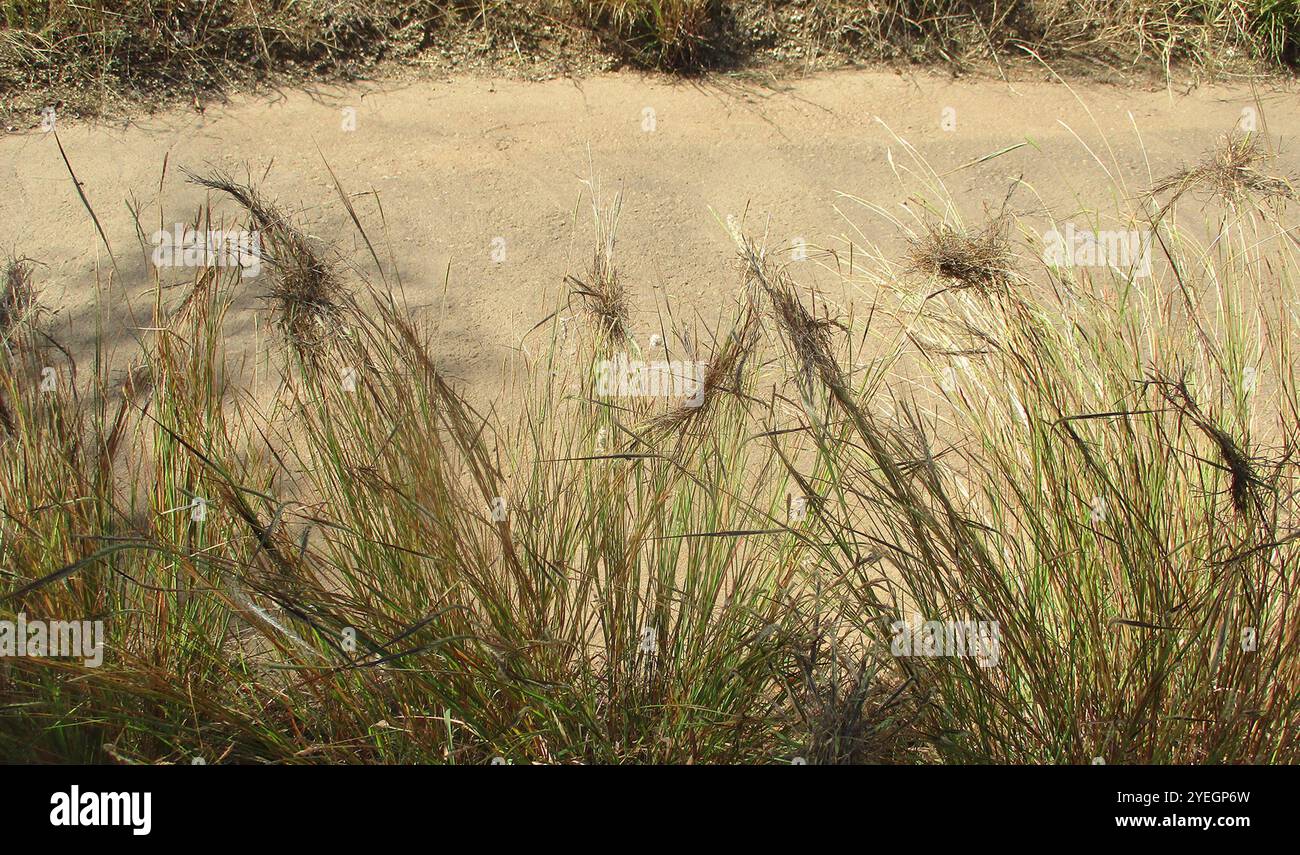 tanglehead (Heteropogon contortus Stock Photo - Alamy