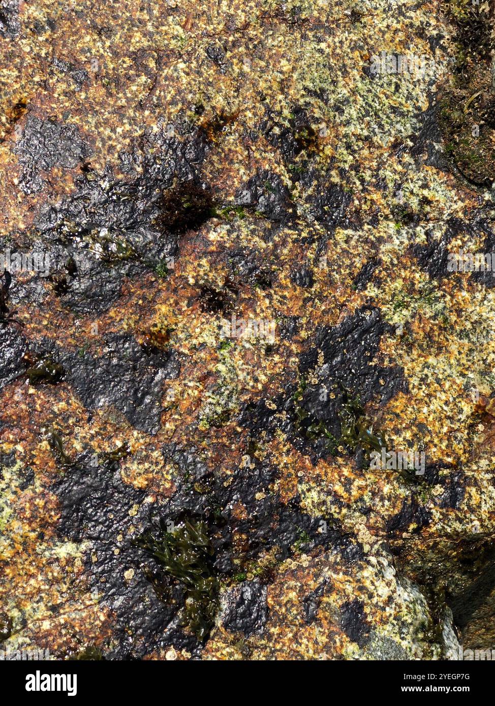 encrusting red algae (Mastocarpus Stock Photo - Alamy