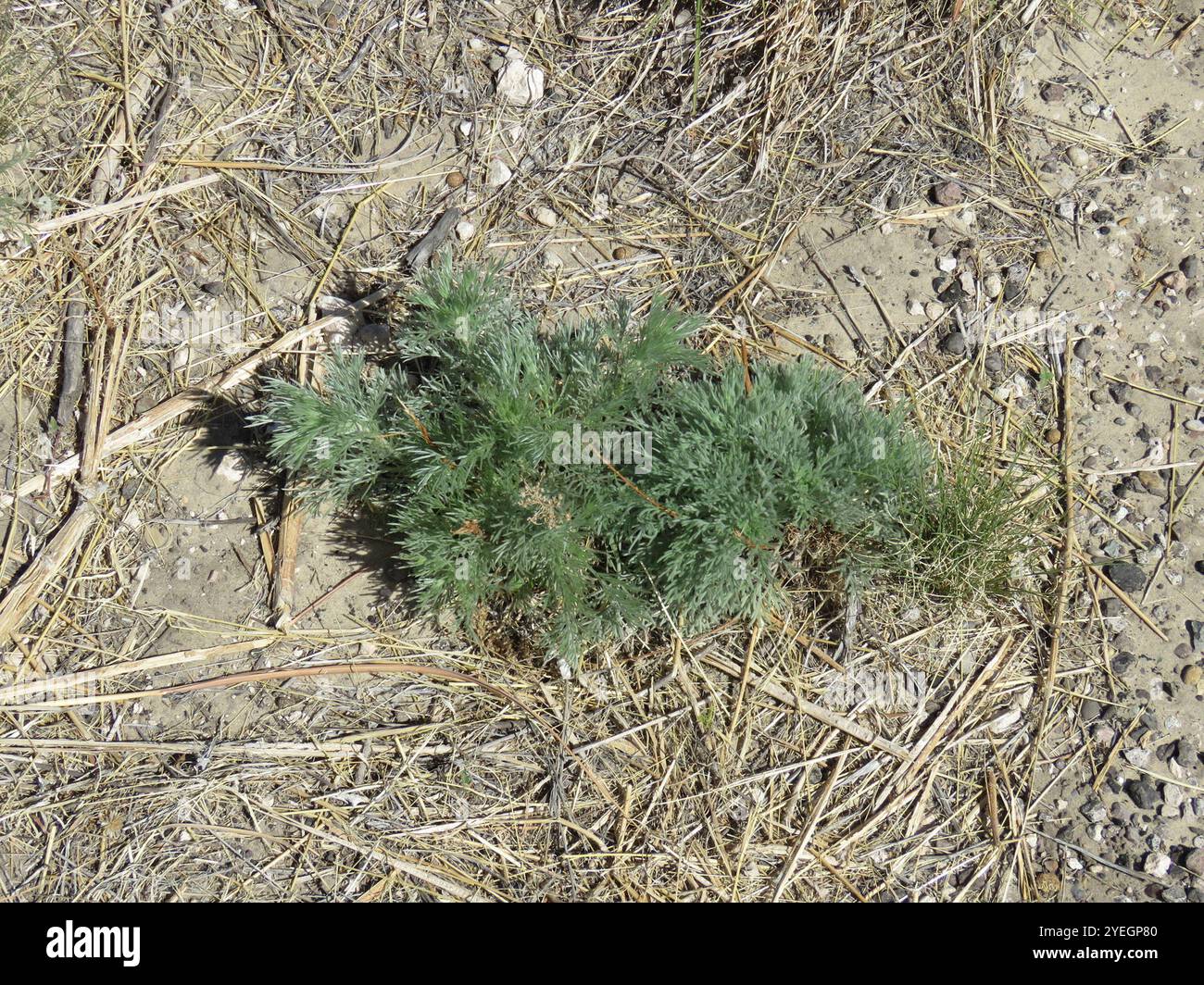 Field Sagewort (Artemisia campestris Stock Photo - Alamy