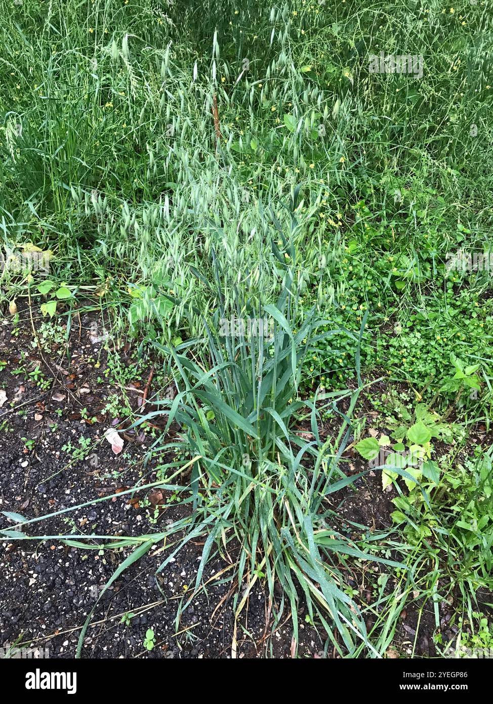 wild oat (Avena fatua Stock Photo - Alamy