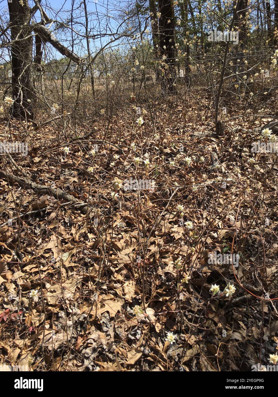 Running Serviceberry (Amelanchier stolonifera Stock Photo - Alamy