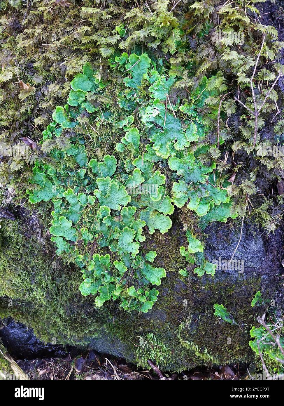 ruffled freckled pelt lichen (Peltigera leucophlebia Stock Photo - Alamy