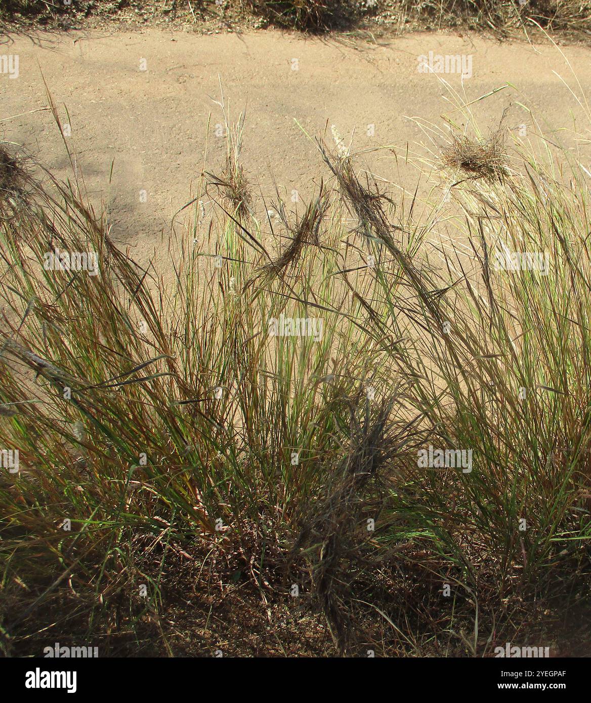 tanglehead (Heteropogon contortus Stock Photo - Alamy