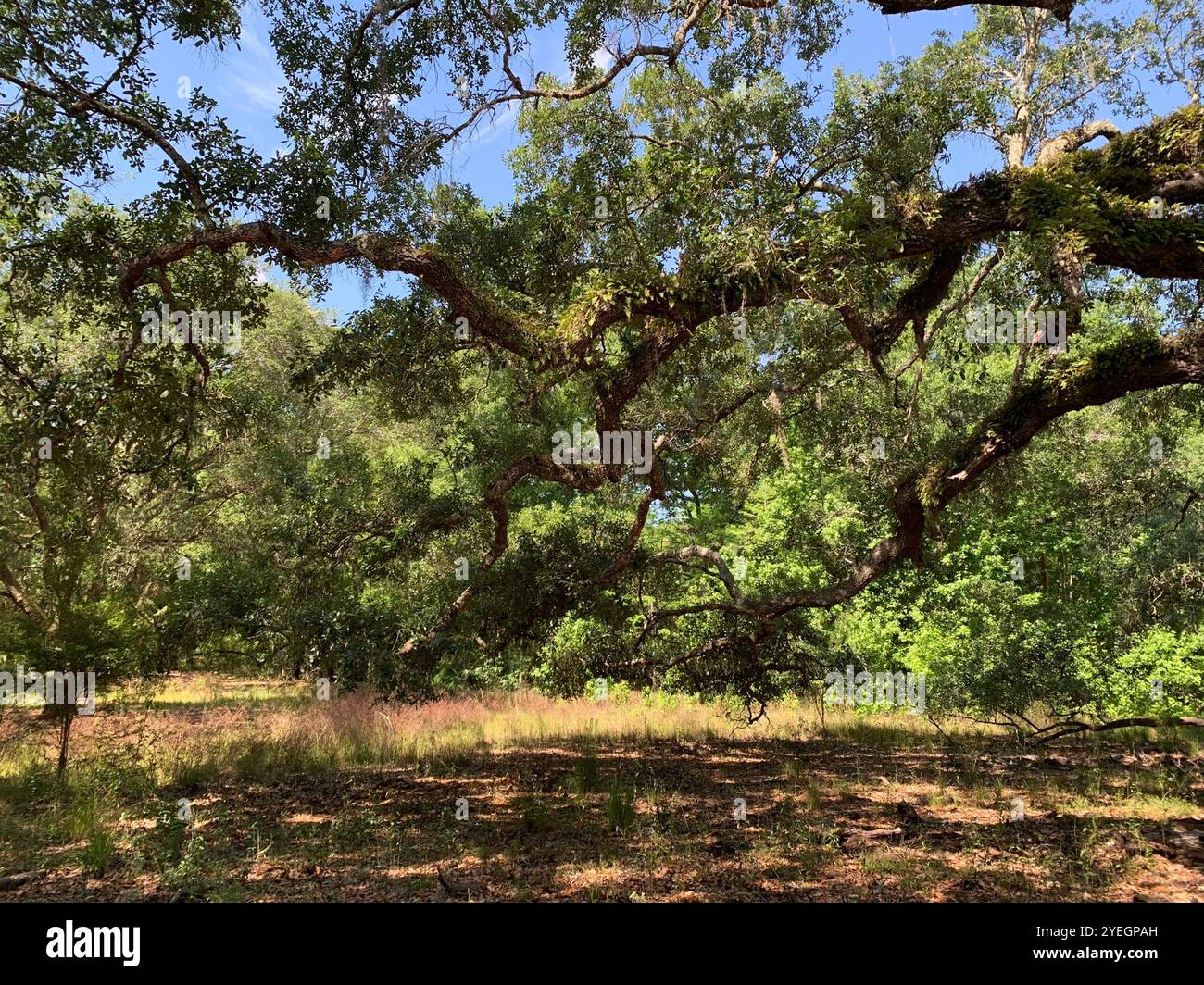 southern live oak (Quercus virginiana Stock Photo - Alamy