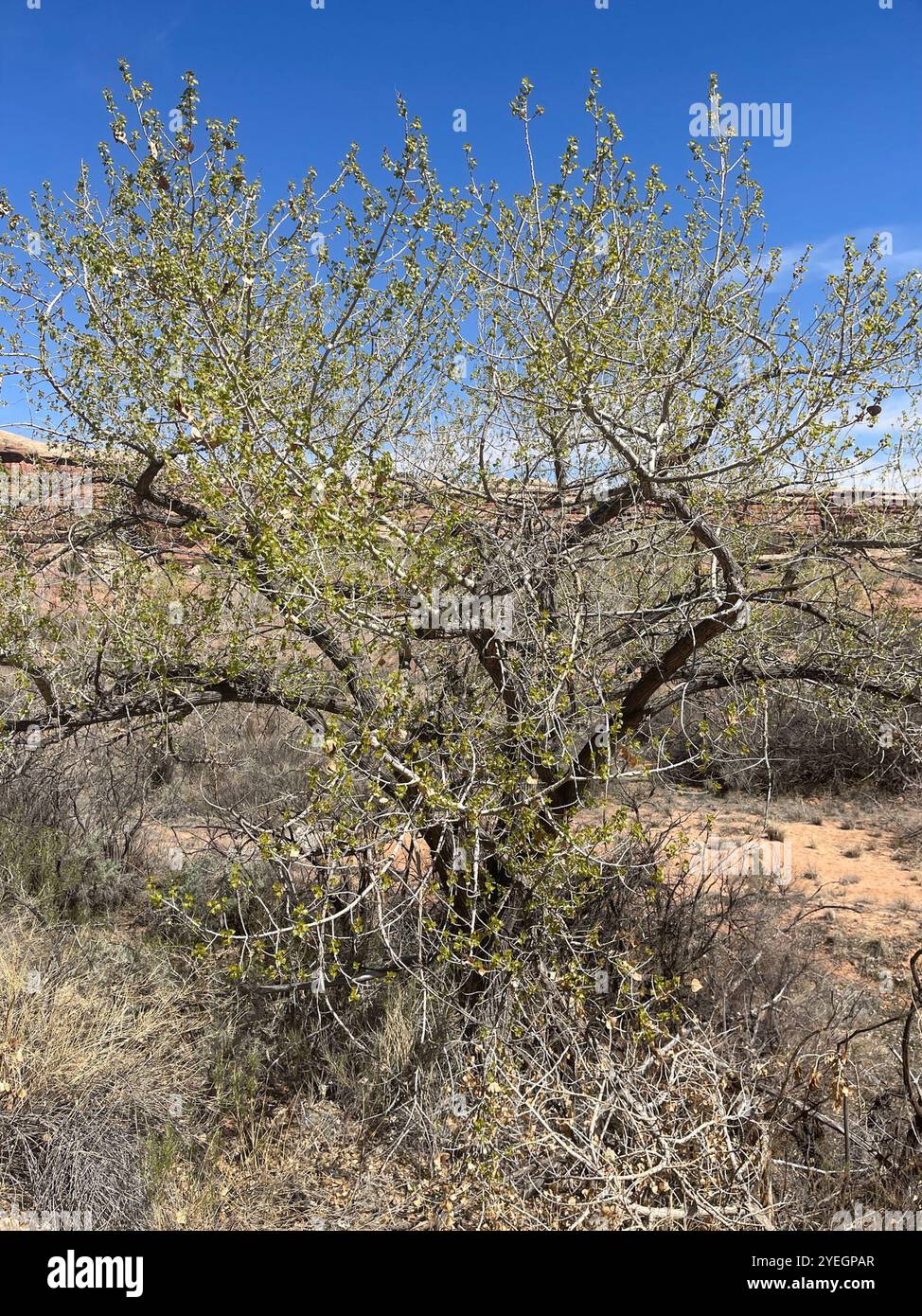 Fremont Cottonwood (Populus fremontii Stock Photo - Alamy