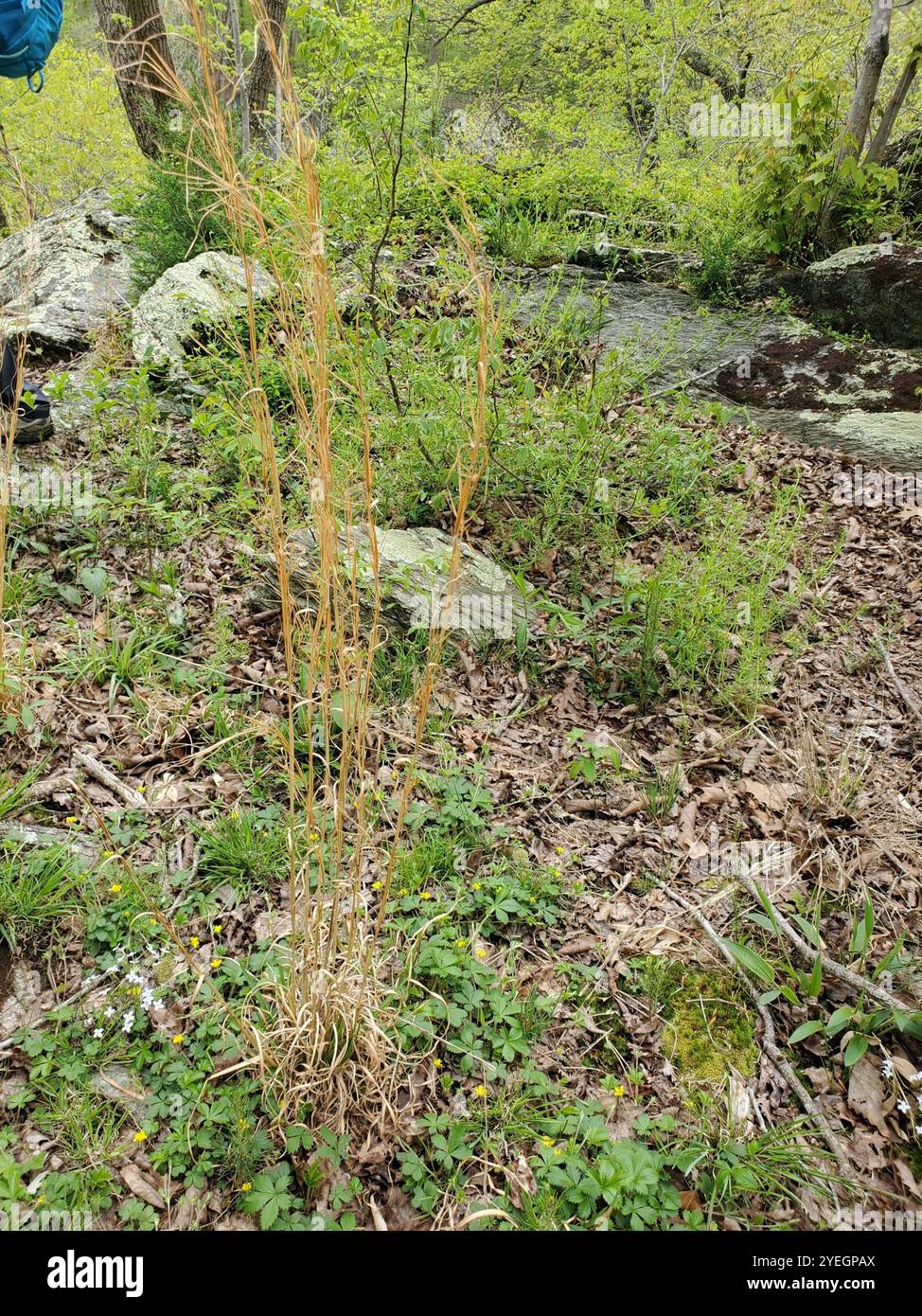bluestems, lemon grasses, silvergrasses, and allies (Andropogoneae ...