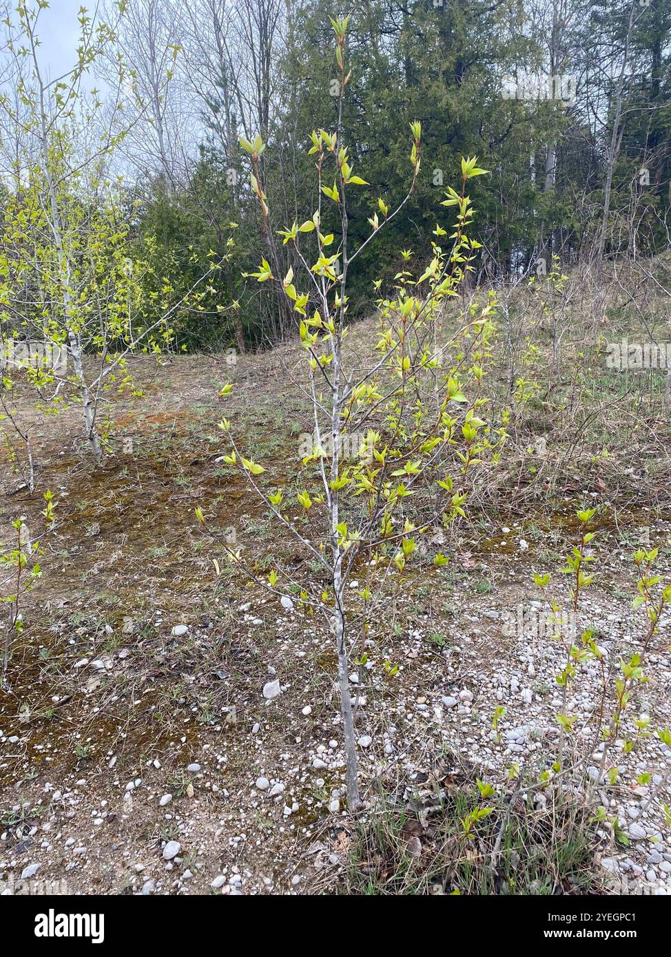 balsam poplar (Populus balsamifera Stock Photo - Alamy
