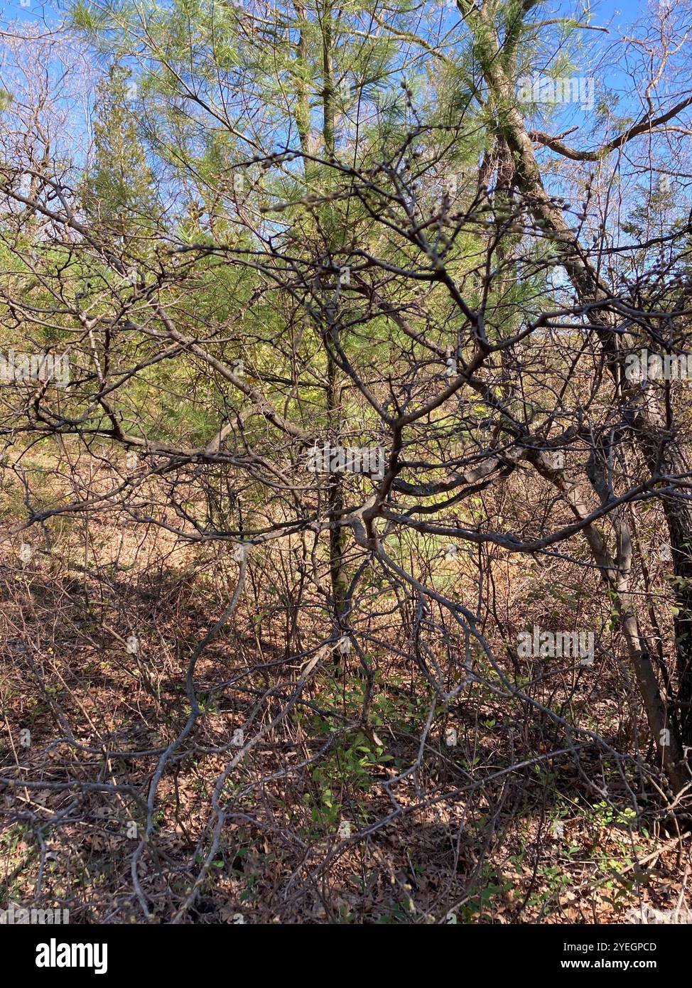 Dwarf Hackberry (Celtis tenuifolia Stock Photo - Alamy