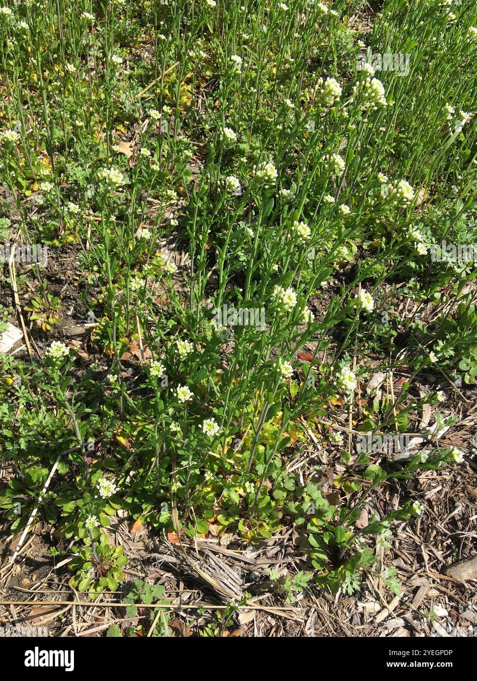 garlic penny-cress (Mummenhoffia alliacea Stock Photo - Alamy