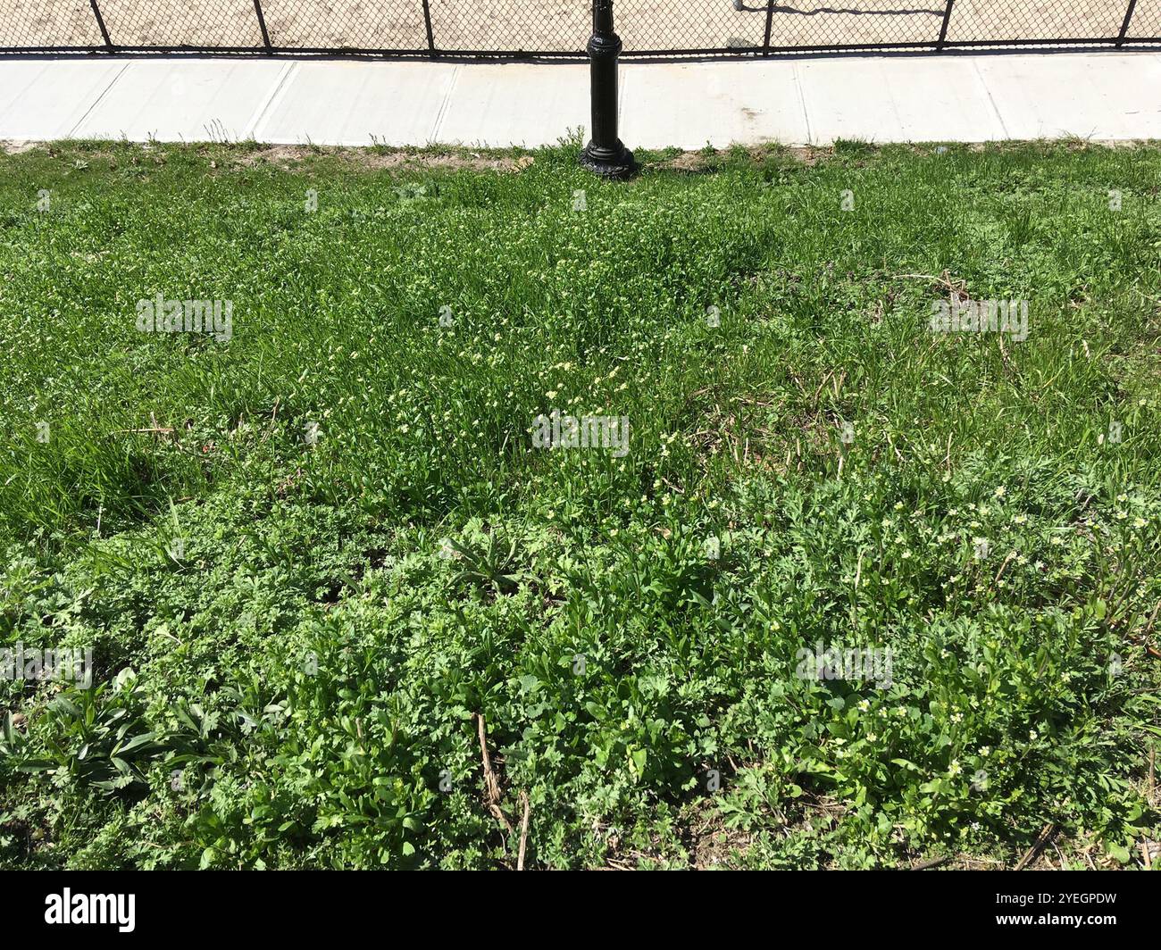 garlic penny-cress (Mummenhoffia alliacea Stock Photo - Alamy