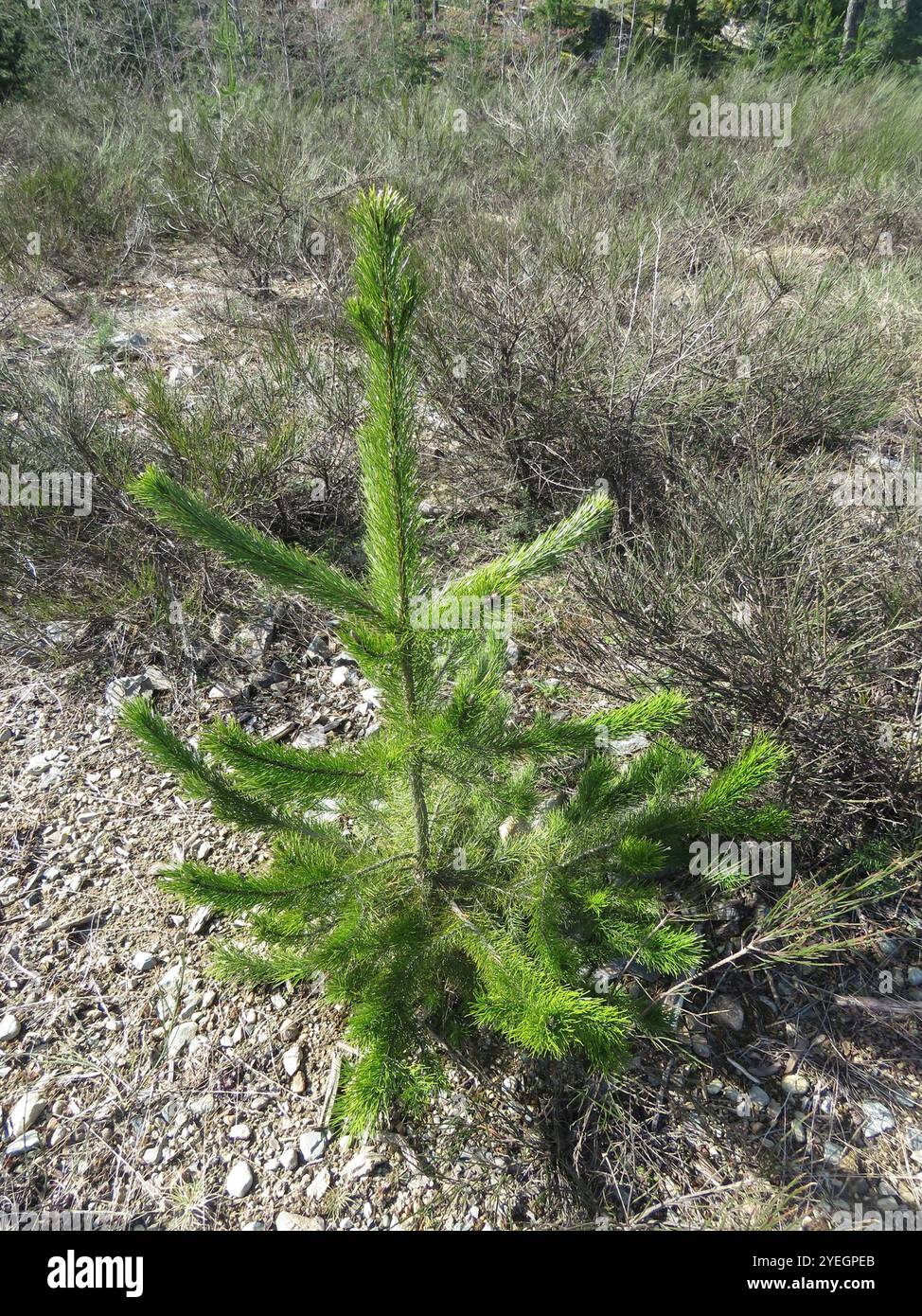 Shore Pine (Pinus contorta contorta Stock Photo - Alamy
