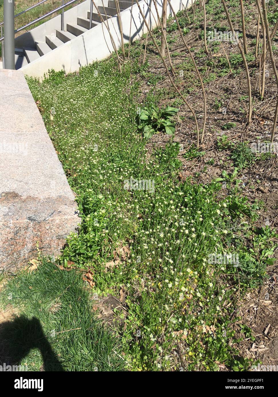 garlic penny-cress (Mummenhoffia alliacea Stock Photo - Alamy
