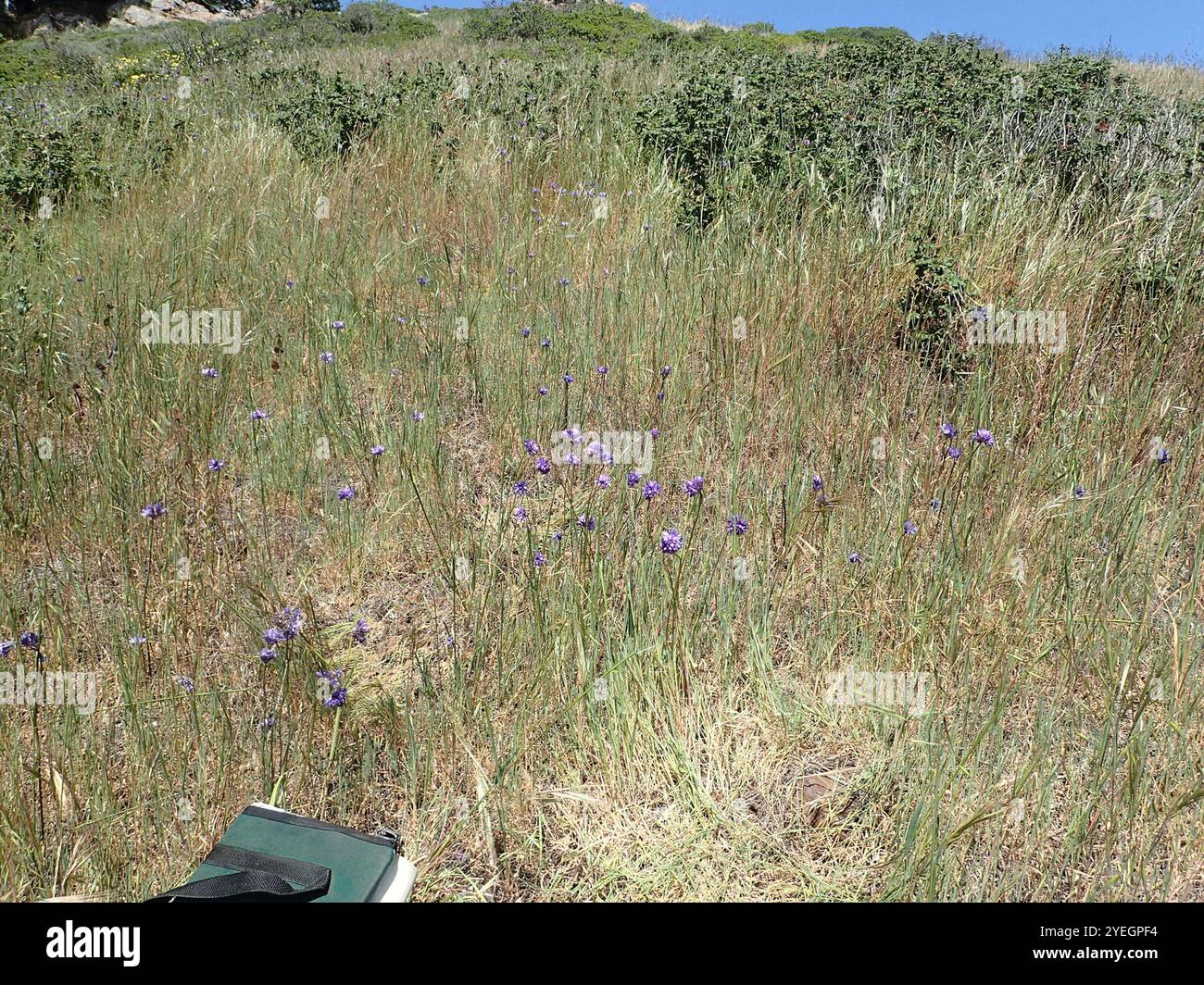 Dipterostemon hi-res stock photography and images - Alamy