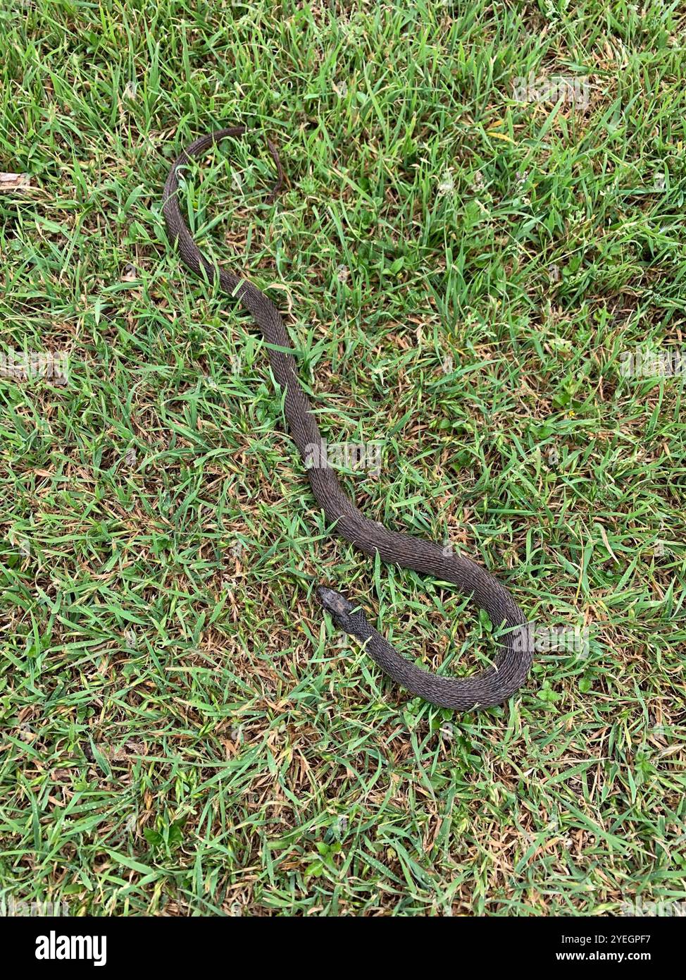 Plain bellied watersnake nerodia hi-res stock photography and images ...