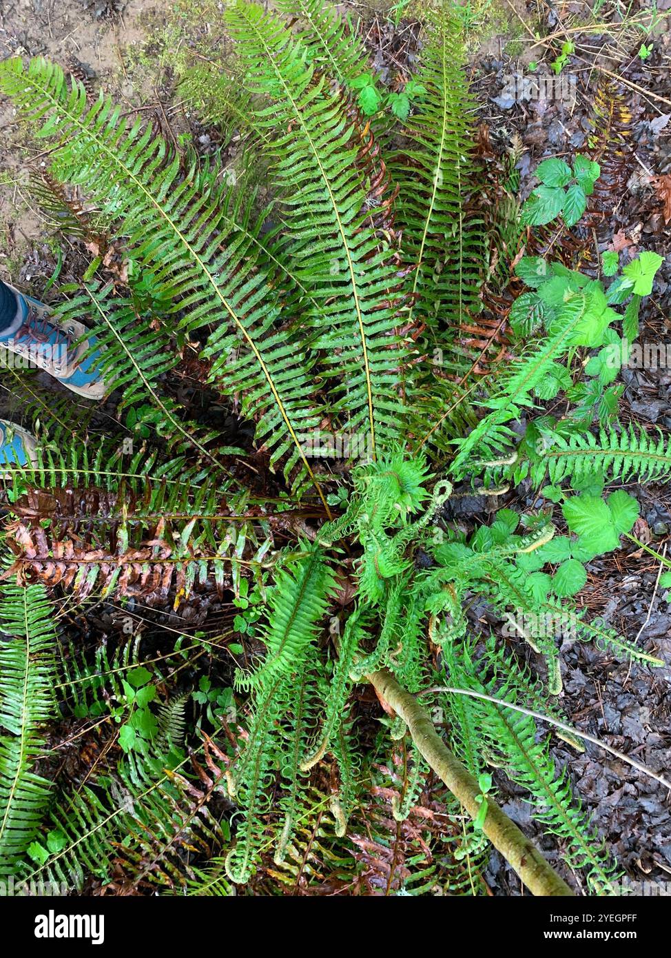western sword fern (Polystichum munitum Stock Photo - Alamy