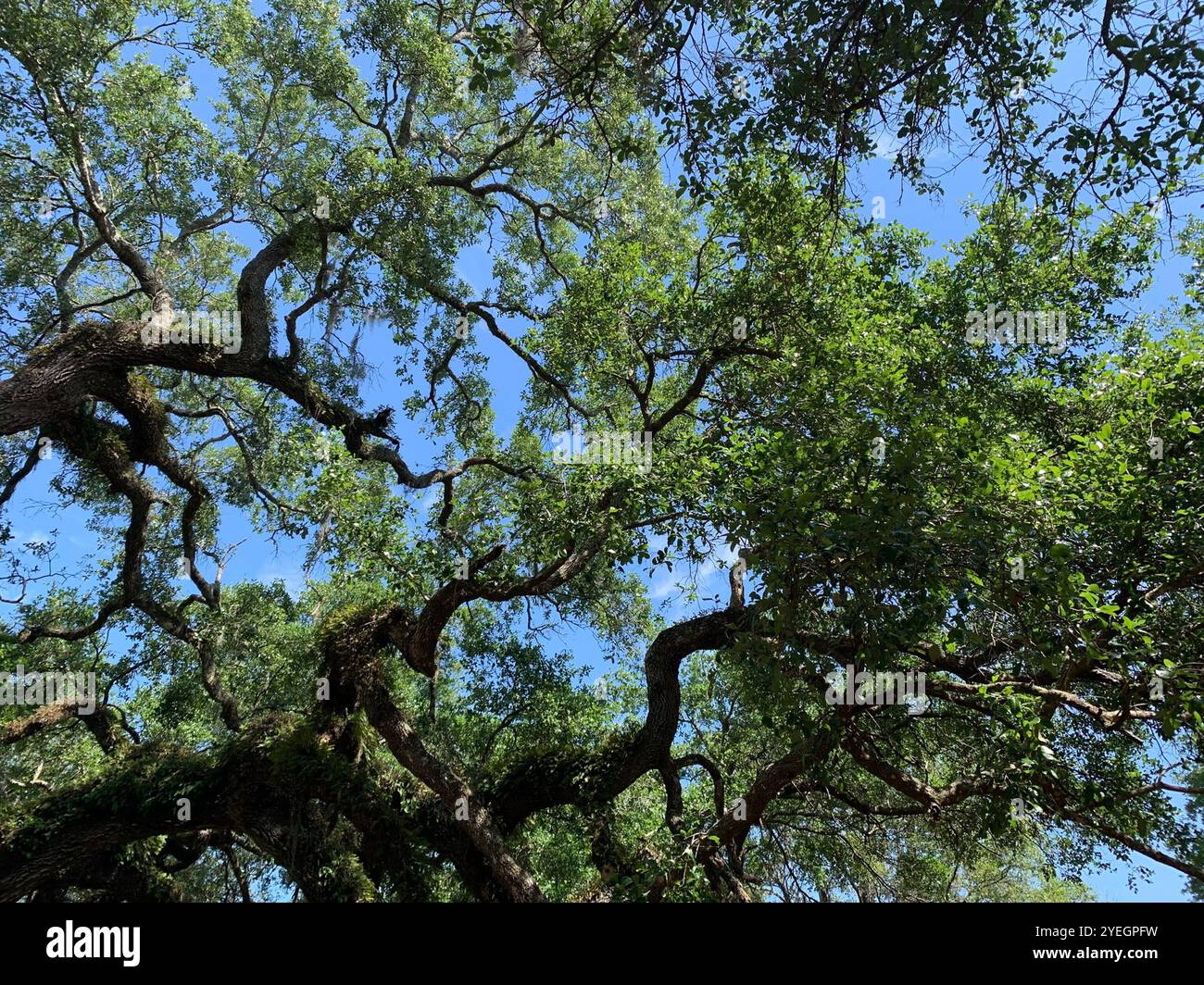 southern live oak (Quercus virginiana Stock Photo - Alamy