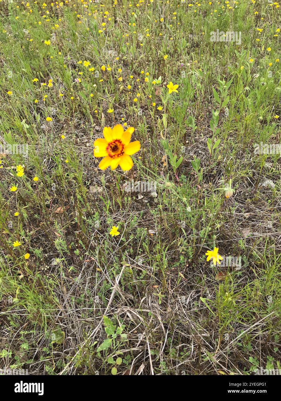 Thelesperma filifolium hi-res stock photography and images - Alamy