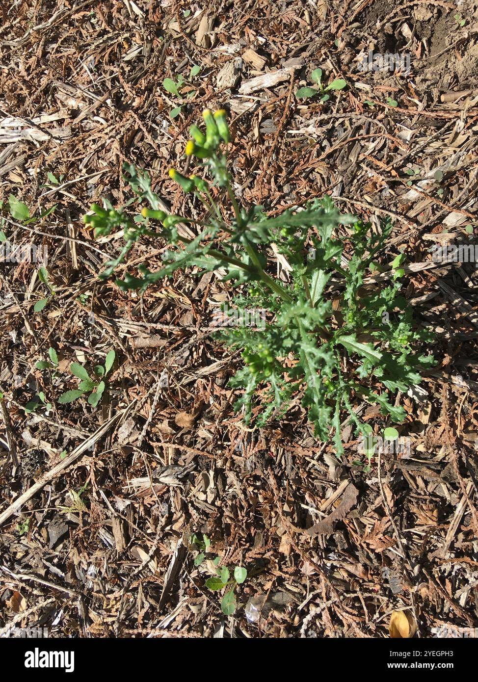common groundsel (Senecio vulgaris Stock Photo - Alamy