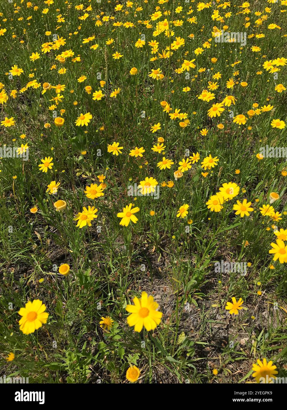 Stemmy Four-nerved Daisy (Tetraneuris scaposa Stock Photo - Alamy