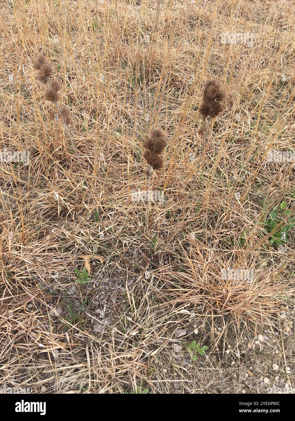 round-headed bush clover (Lespedeza capitata Stock Photo - Alamy