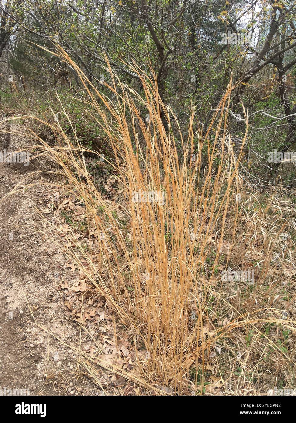 Broomsedge bluestem hi-res stock photography and images - Alamy