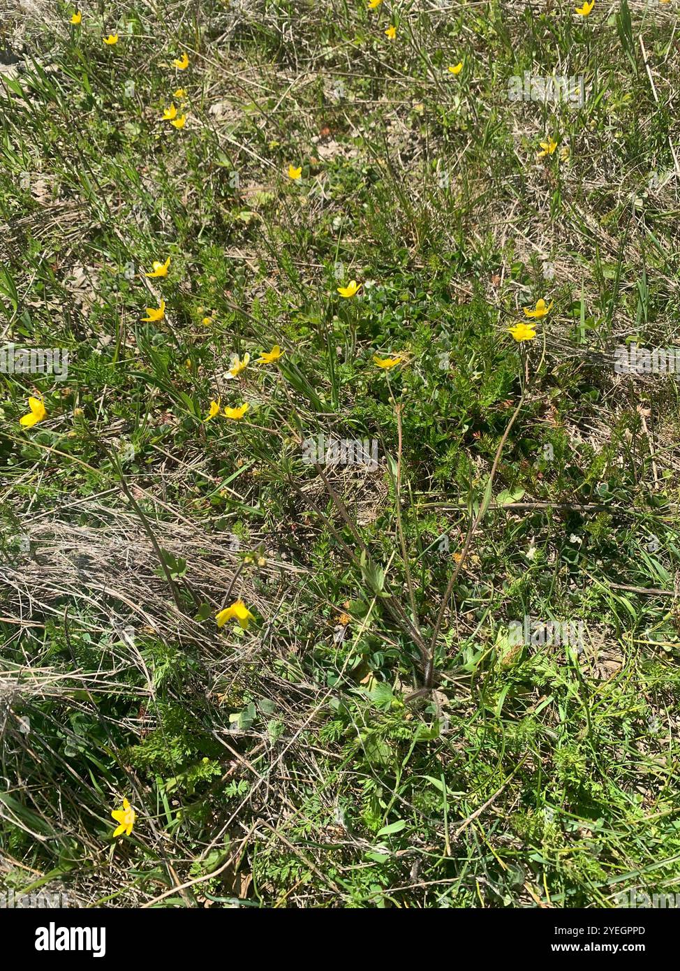 Western Buttercup (Ranunculus occidentalis Stock Photo - Alamy