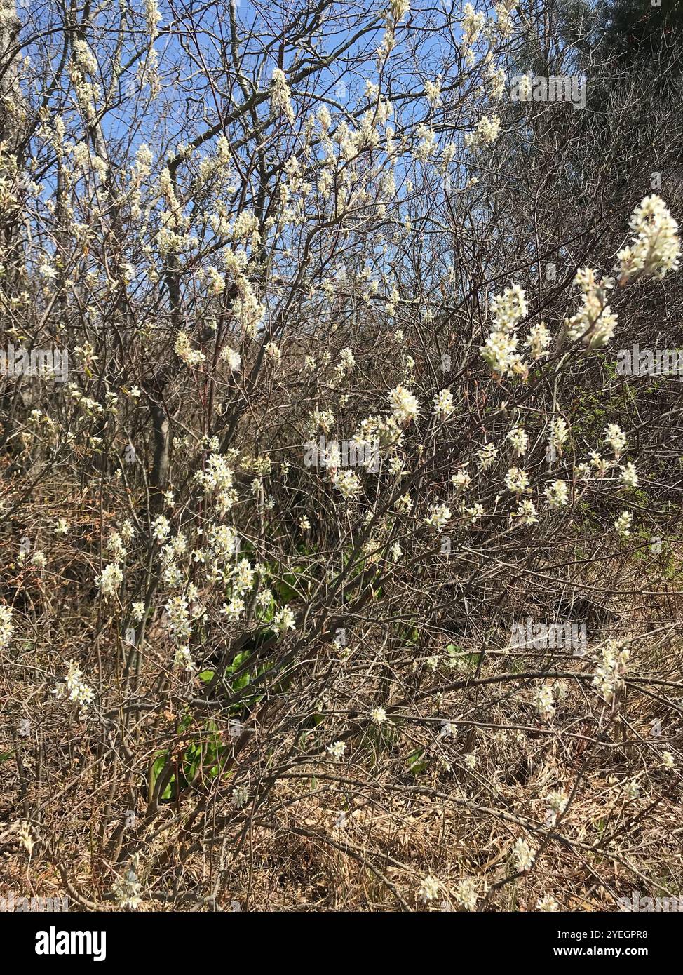 Running Serviceberry (Amelanchier stolonifera Stock Photo - Alamy