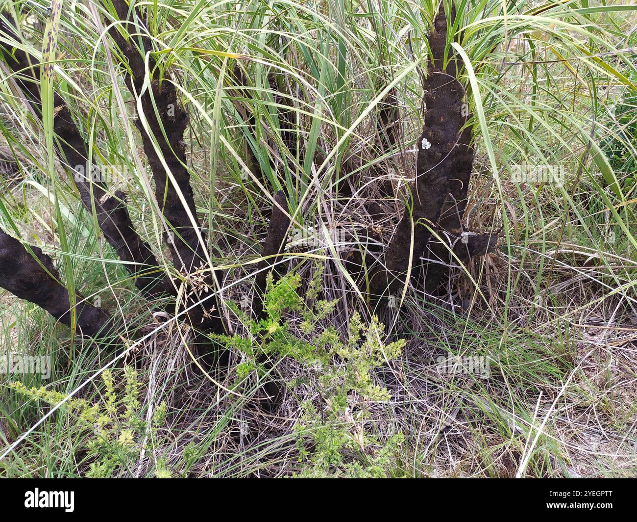 Monkeys Tail (Xerophyta retinervis Stock Photo - Alamy