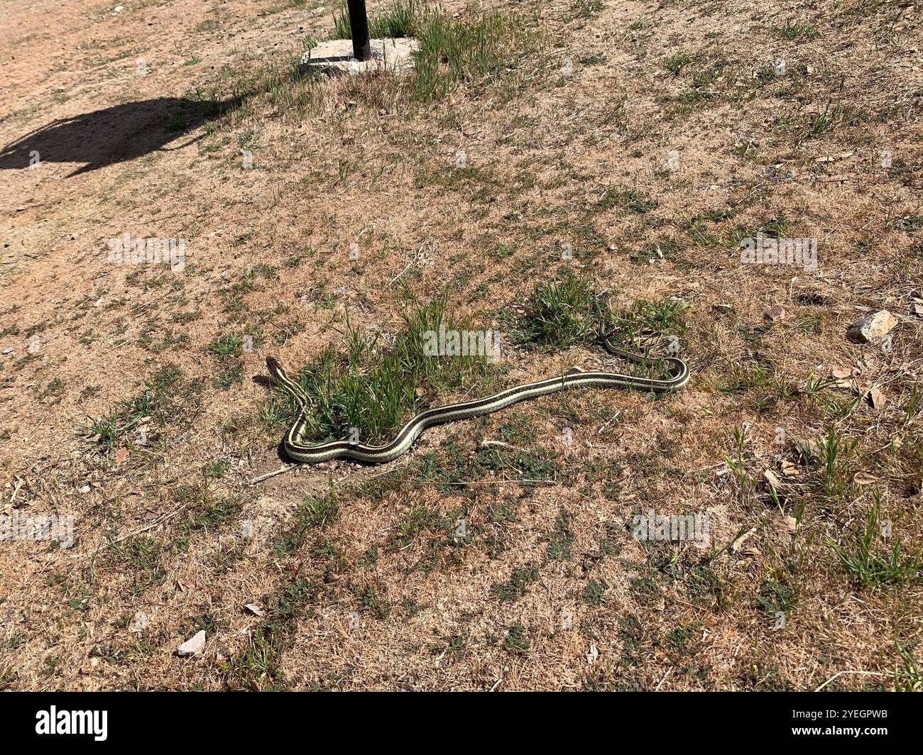 Valley Garter Snake (Thamnophis sirtalis fitchi Stock Photo - Alamy