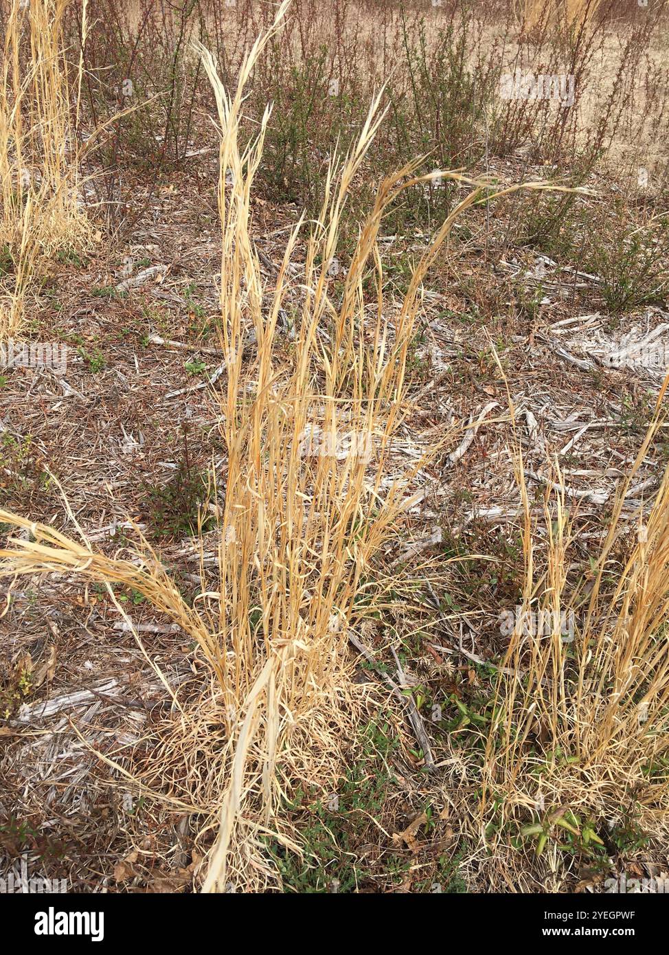 broomsedge bluestem (Andropogon virginicus Stock Photo - Alamy