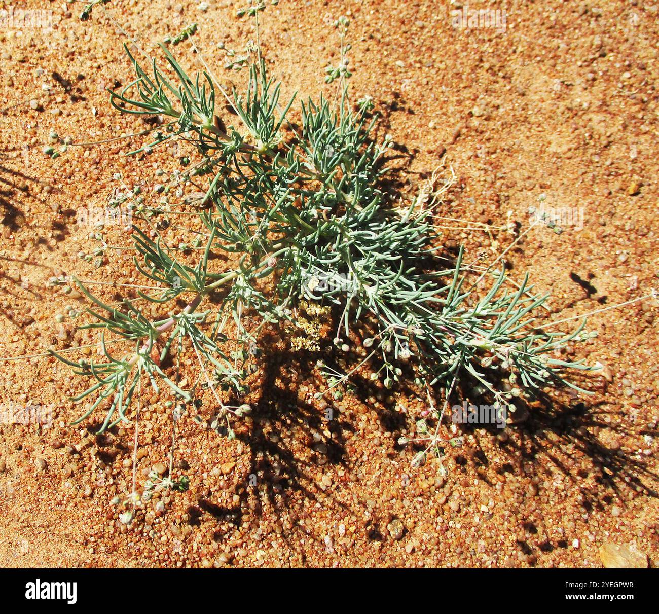 African Saltsorrel (Kewa bowkeriana Stock Photo - Alamy