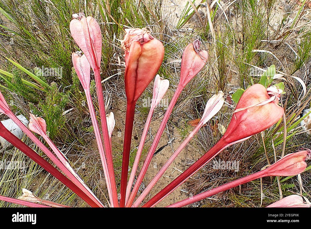 Brunsvigia orientalis hi-res stock photography and images - Alamy