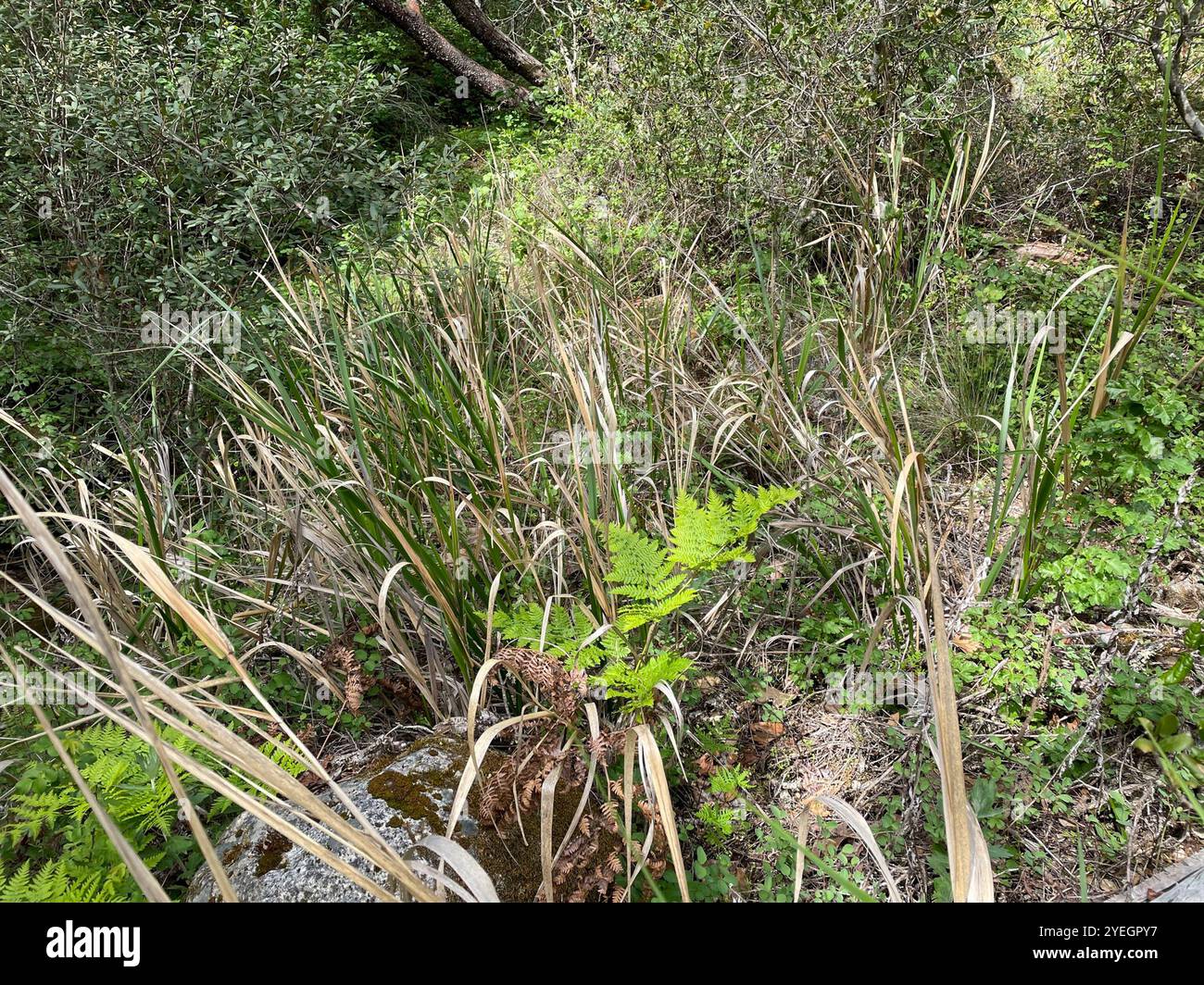 giant wild rye (Leymus condensatus Stock Photo - Alamy