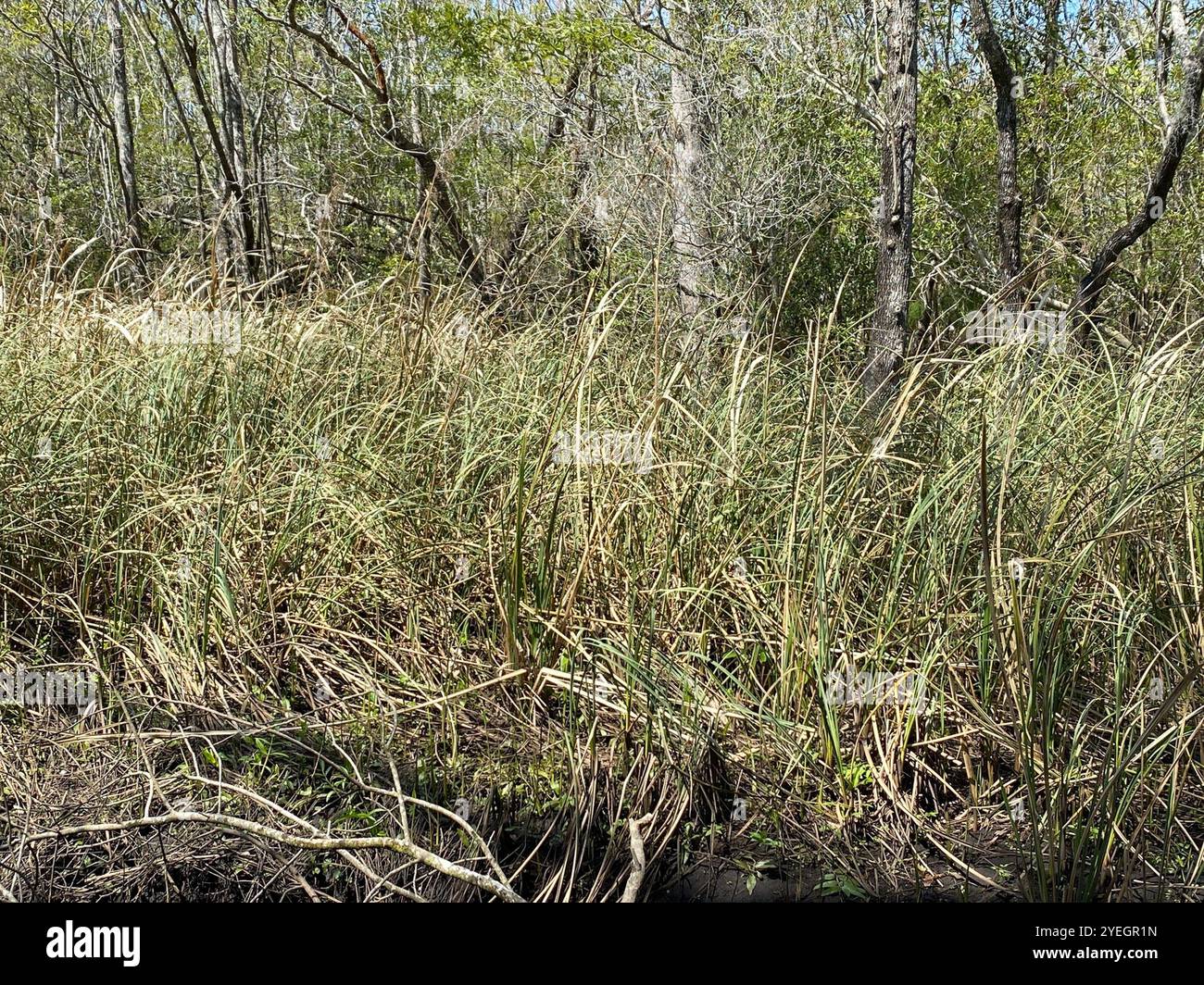 Jamaica swamp sawgrass (Cladium mariscus jamaicense Stock Photo - Alamy