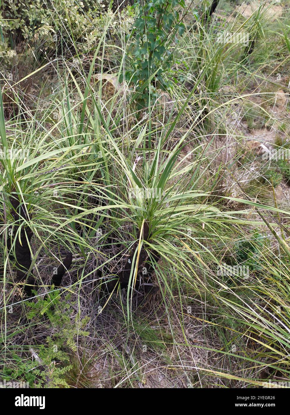 Xerophyta retinervis hi-res stock photography and images - Alamy