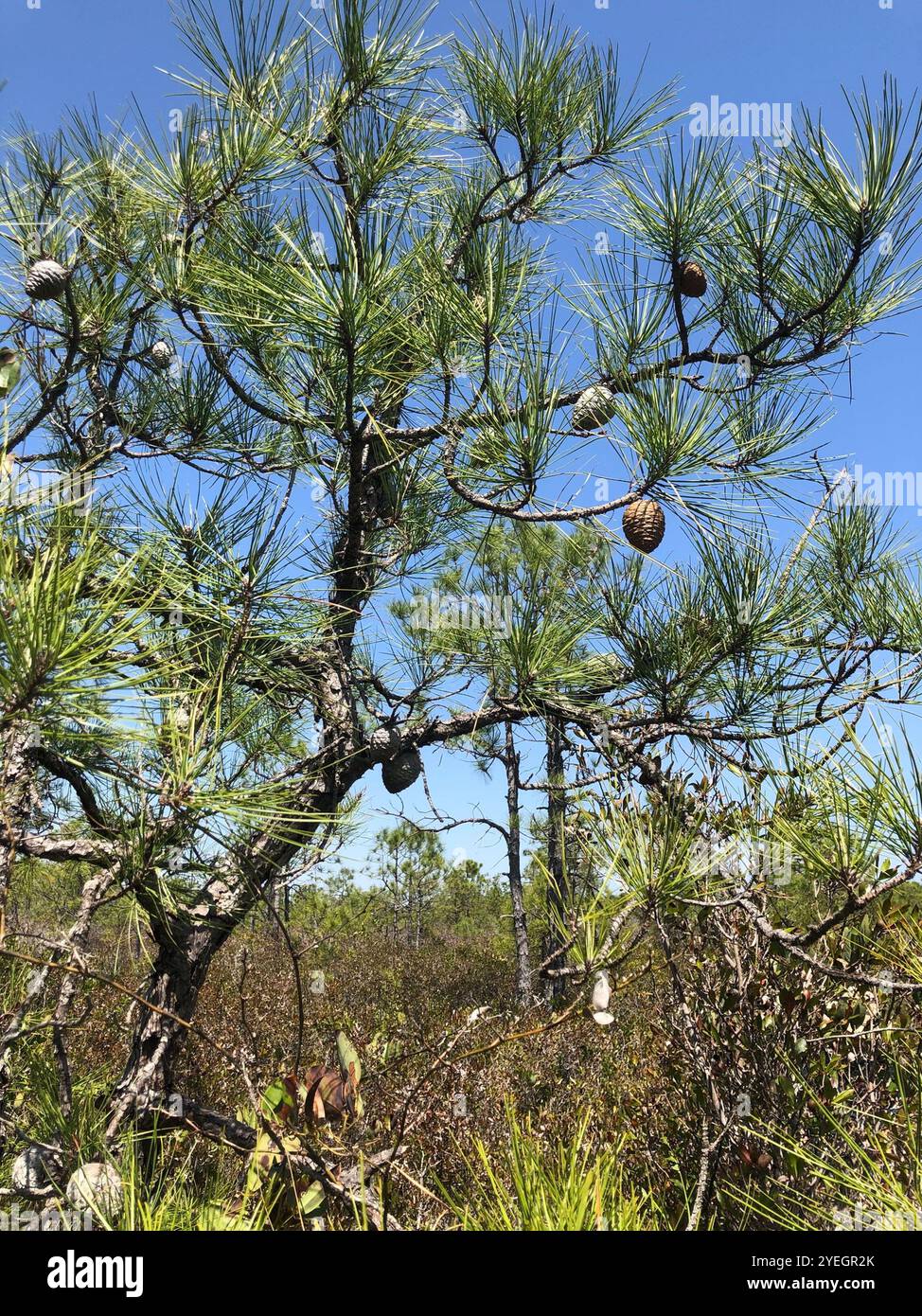pond pine (Pinus serotina Stock Photo - Alamy